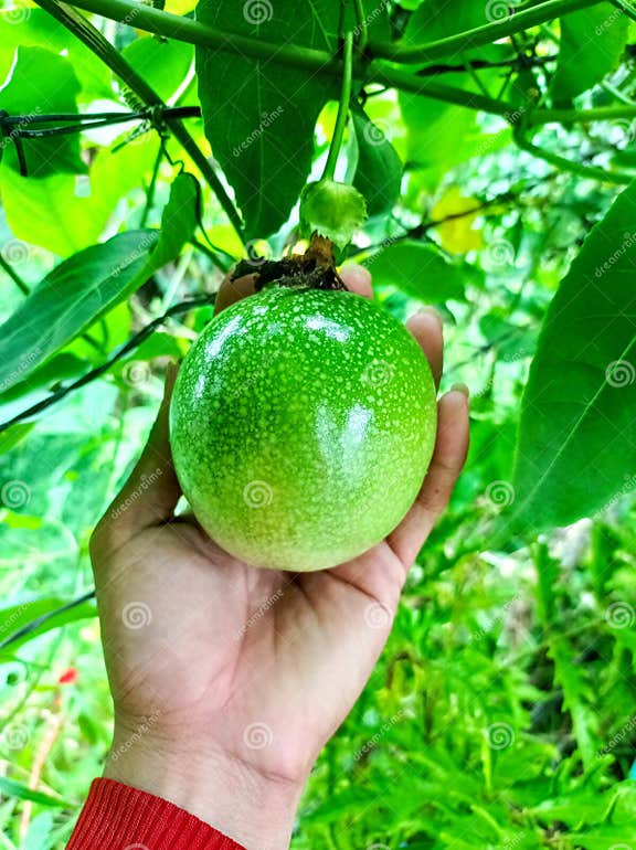 Passiflora Edulis, Markisa, Passion Fruit Stock Photo - Image of years ...
