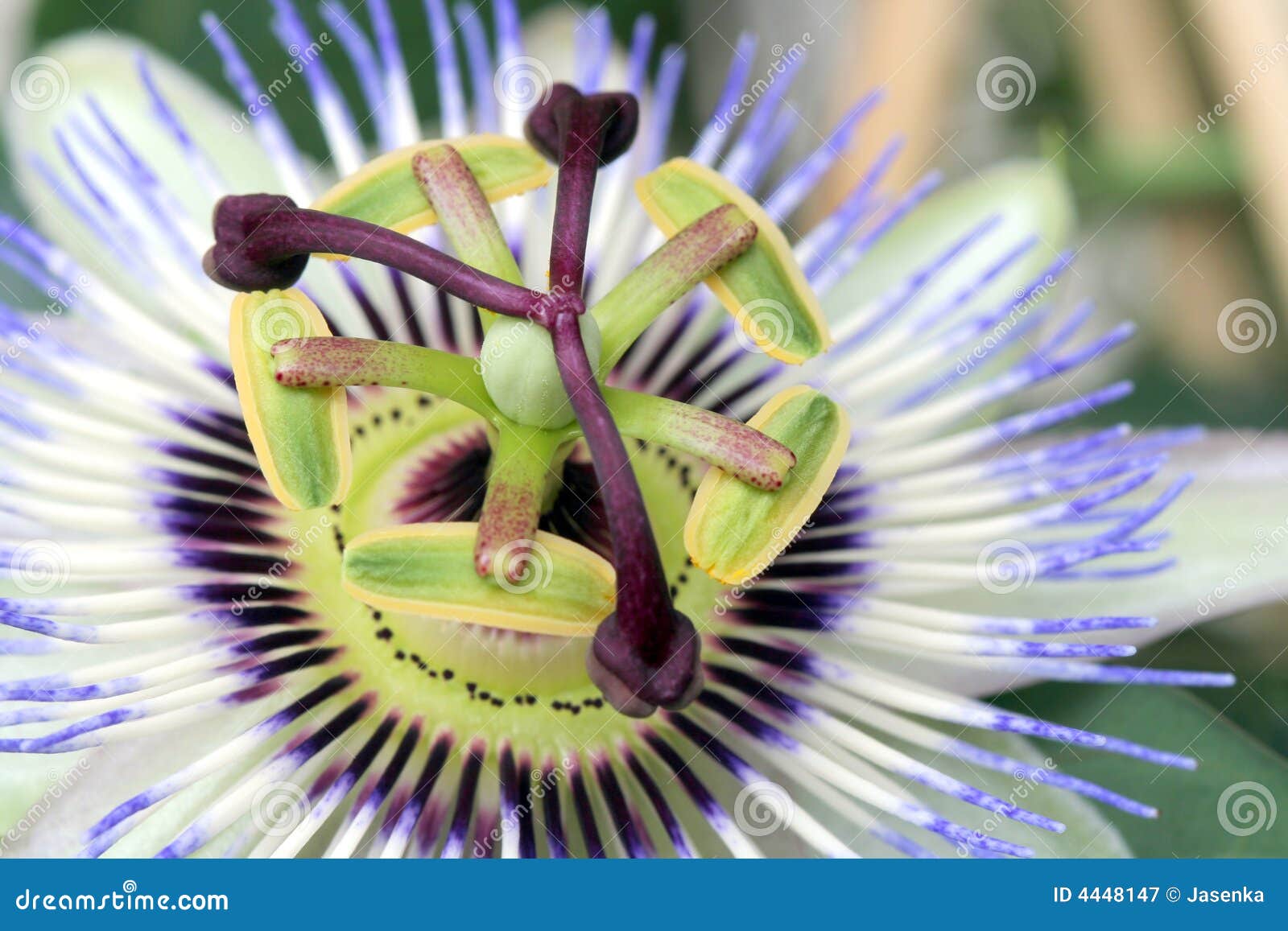 Passiflora flower stock image. Image of blooming, tropical - 4448147