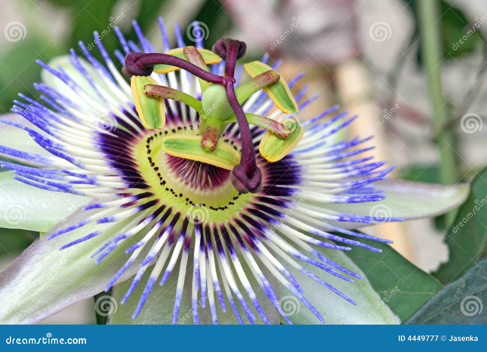 Passiflora flower stock image. Image of blossom, passion - 4449777