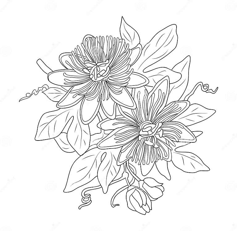 Passiflora Flower Botanical Vector Line Art Sketch Stock Vector Illustration Of Leaf Graphic