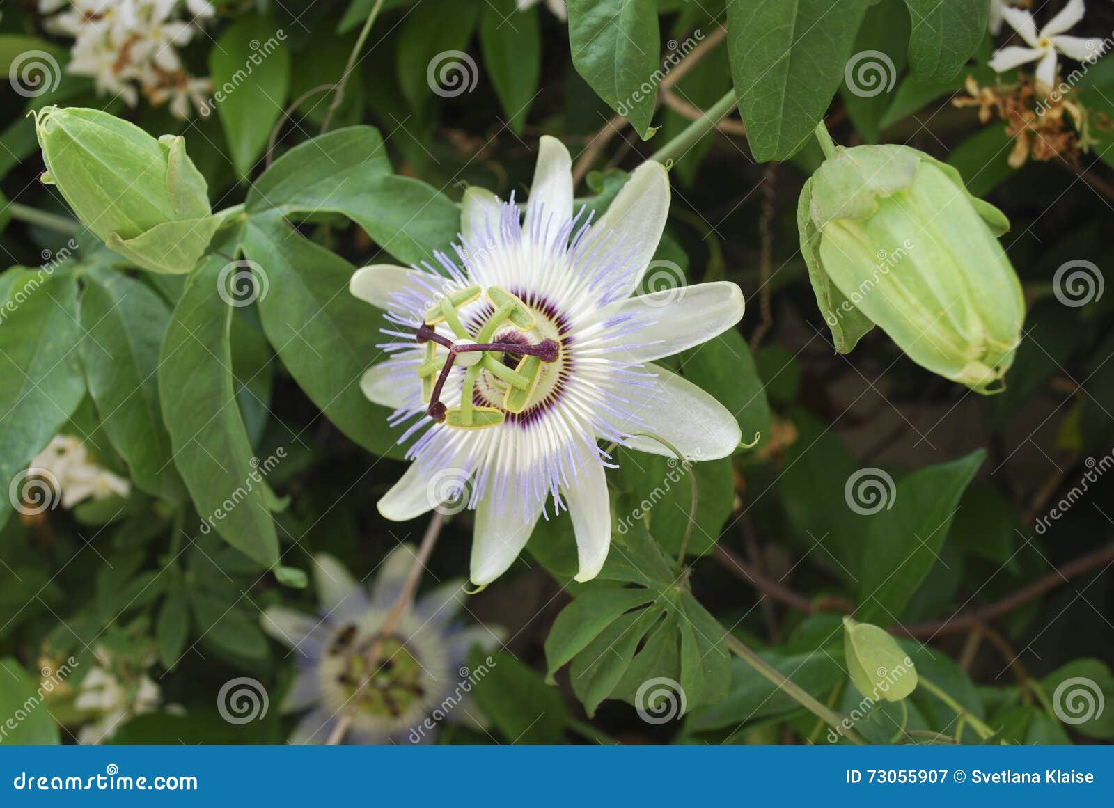 Passiflora Flower Stock Image Image Of White Garden 73055907