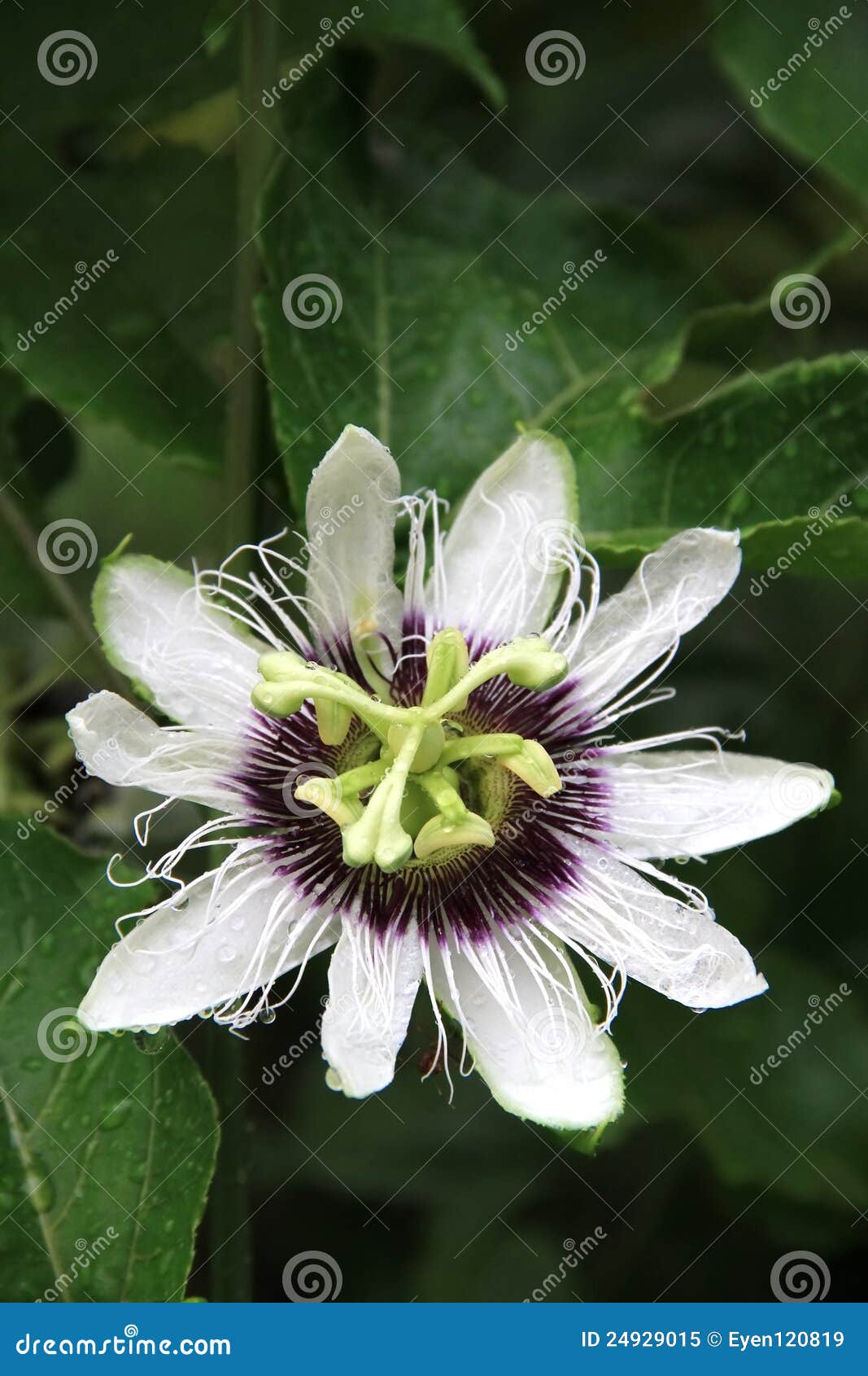 Passiflora flowers. stock image. Image of passionflower - 24929015