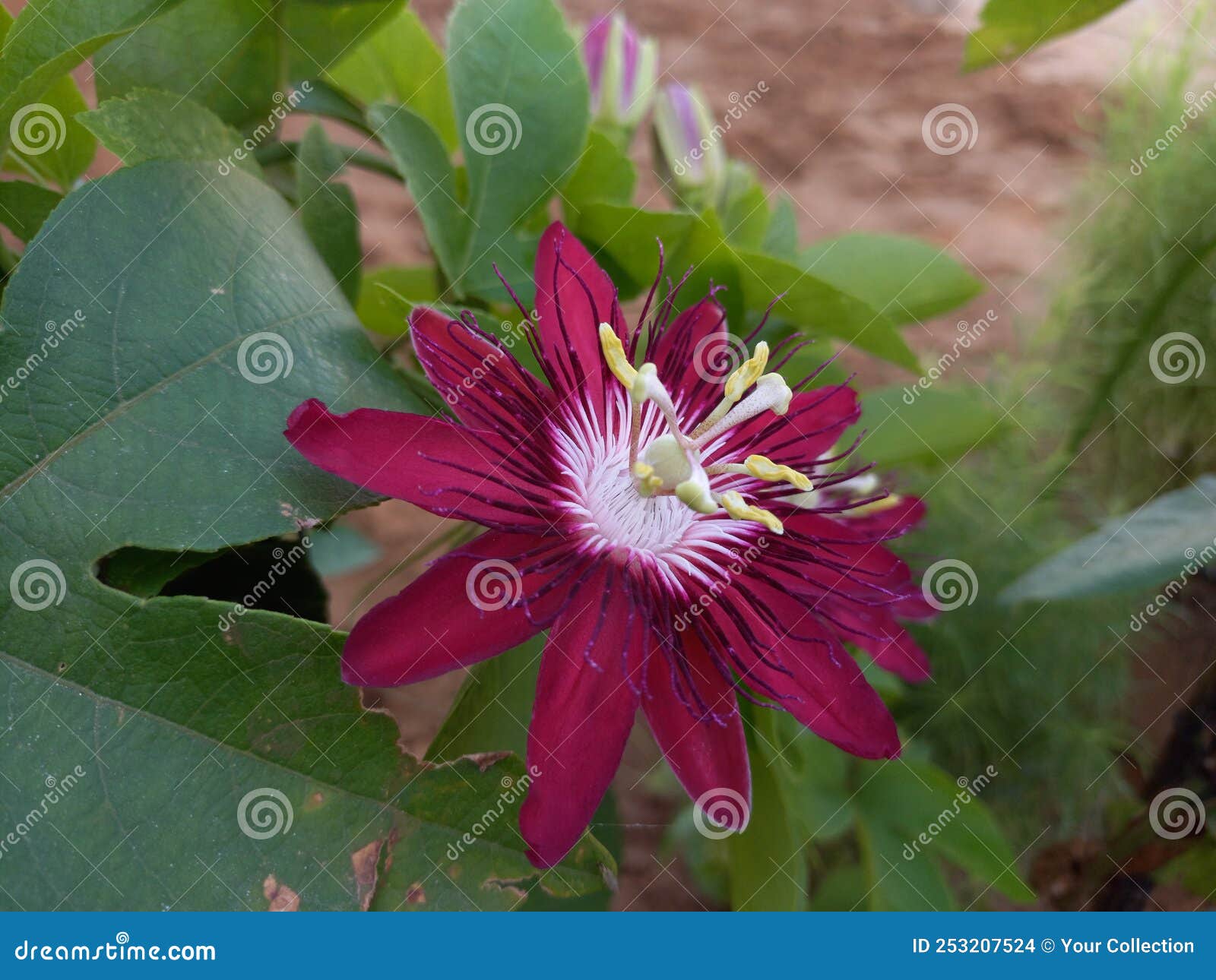 Passiflora Foetida Flowers, Stock Photo - Image of plant, petal: 253207524