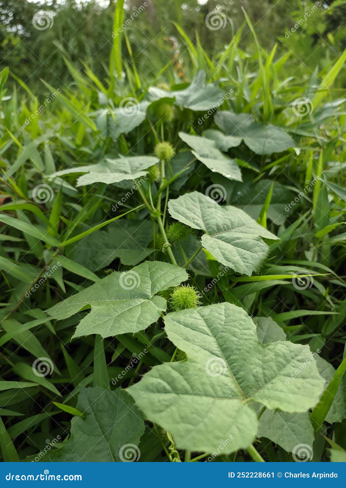 The Passiflora Foetida Plant in Indonesia is Called Rambusa Stock Image ...
