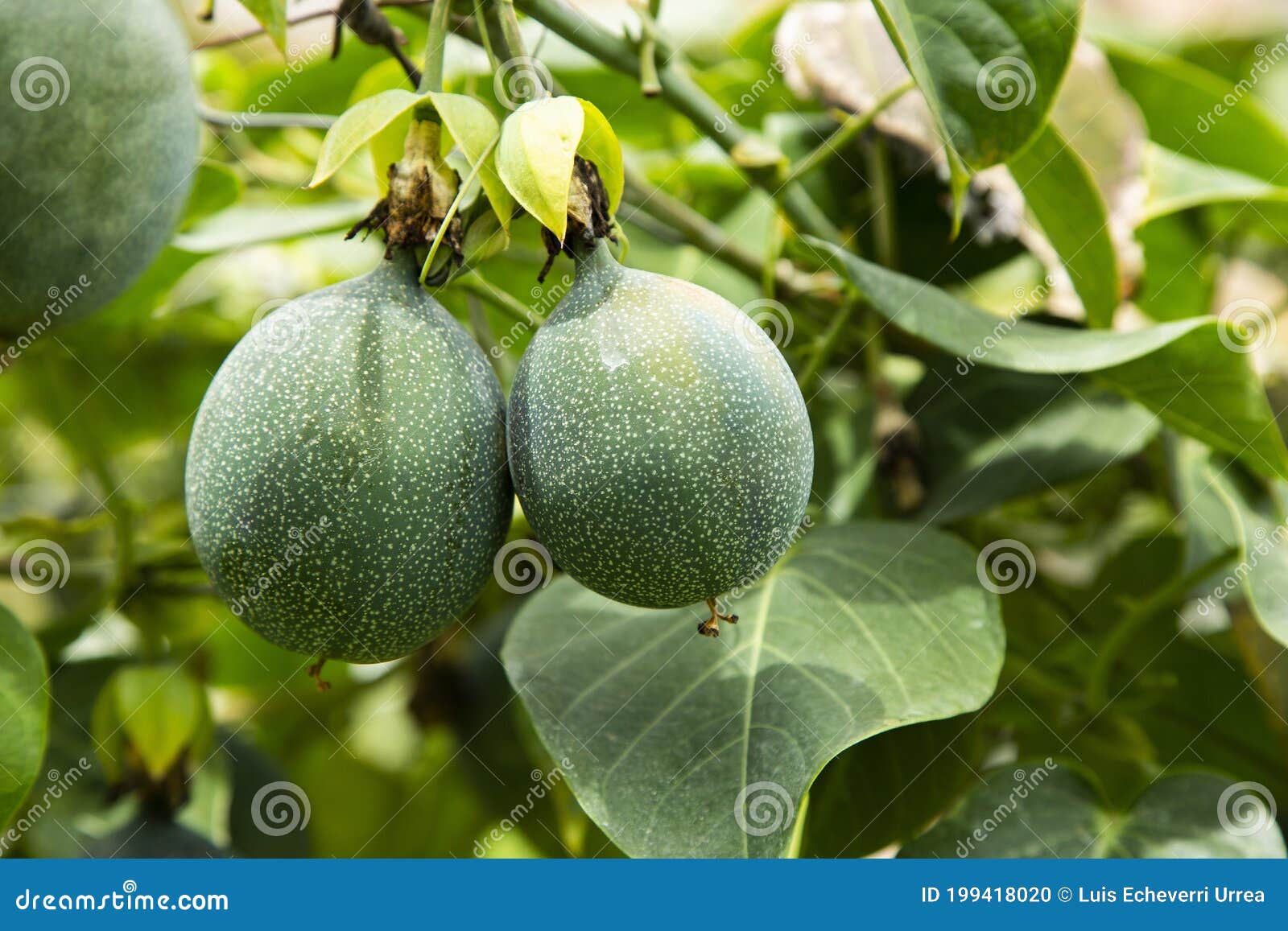 Passiflora Ligularis, Green Fruit of Granadilla on the Plant Stock ...