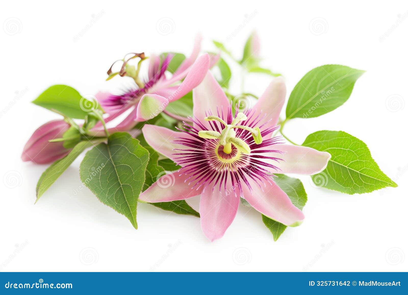 Passiflora (passionflower) Isolated On White Background Royalty-Free ...
