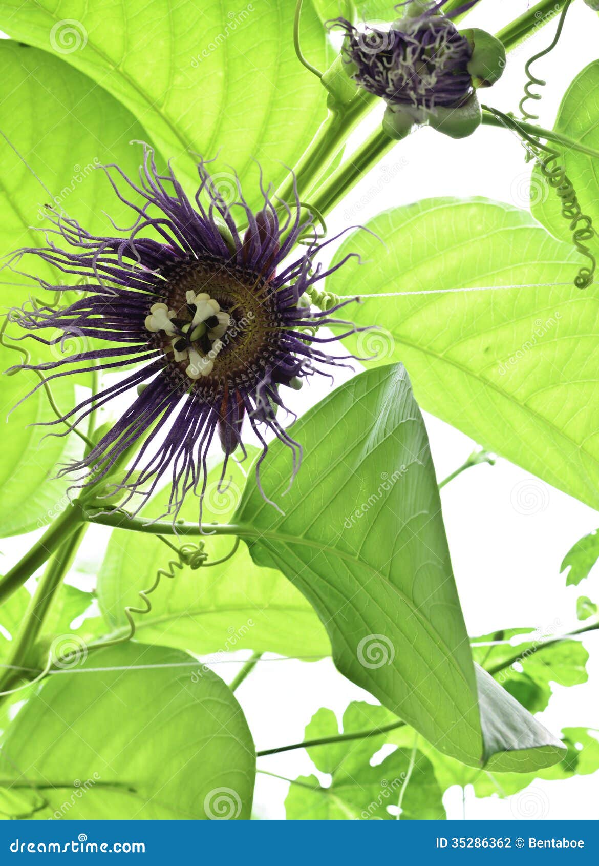 Passiflora Quadrangularis, Giant Granadilla - Rare Tropical Plant Stock ...