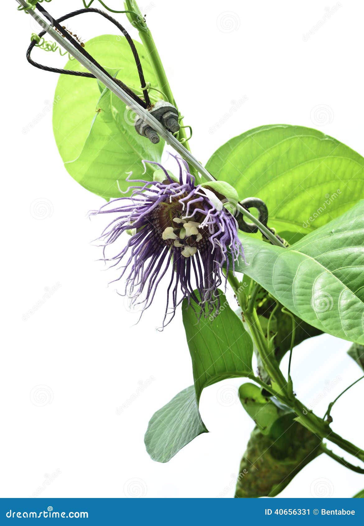 Passiflora Quadrangularis, Giant Granadilla - Rare Tropical Plant Stock ...