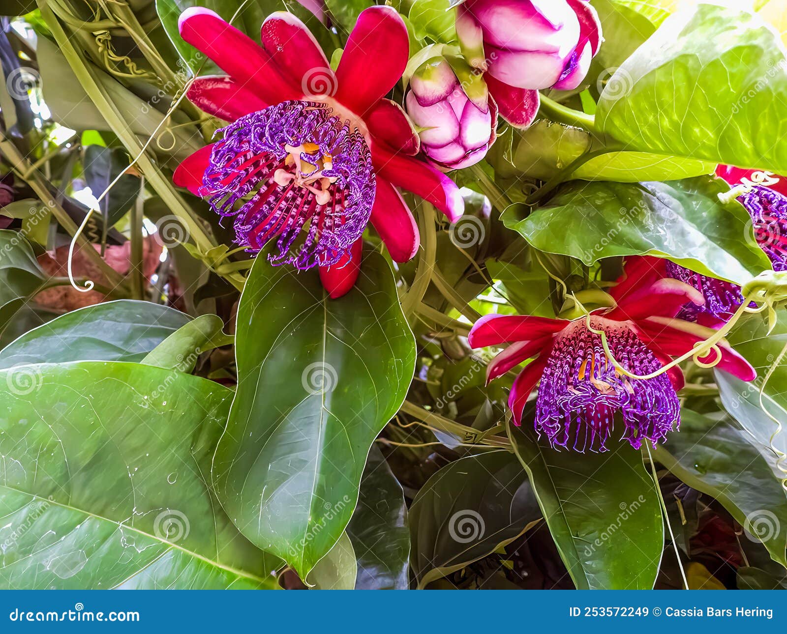 Passiflora Quadrangularis, Giant Granadilla - Rare Tropical Plant Stock ...
