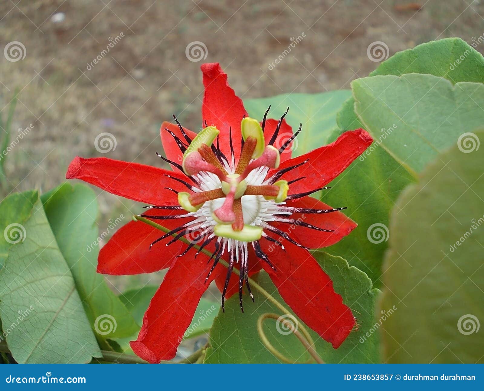 Passiflora Racemosa (the Red Passionflower) Stock Image - Image of lily ...