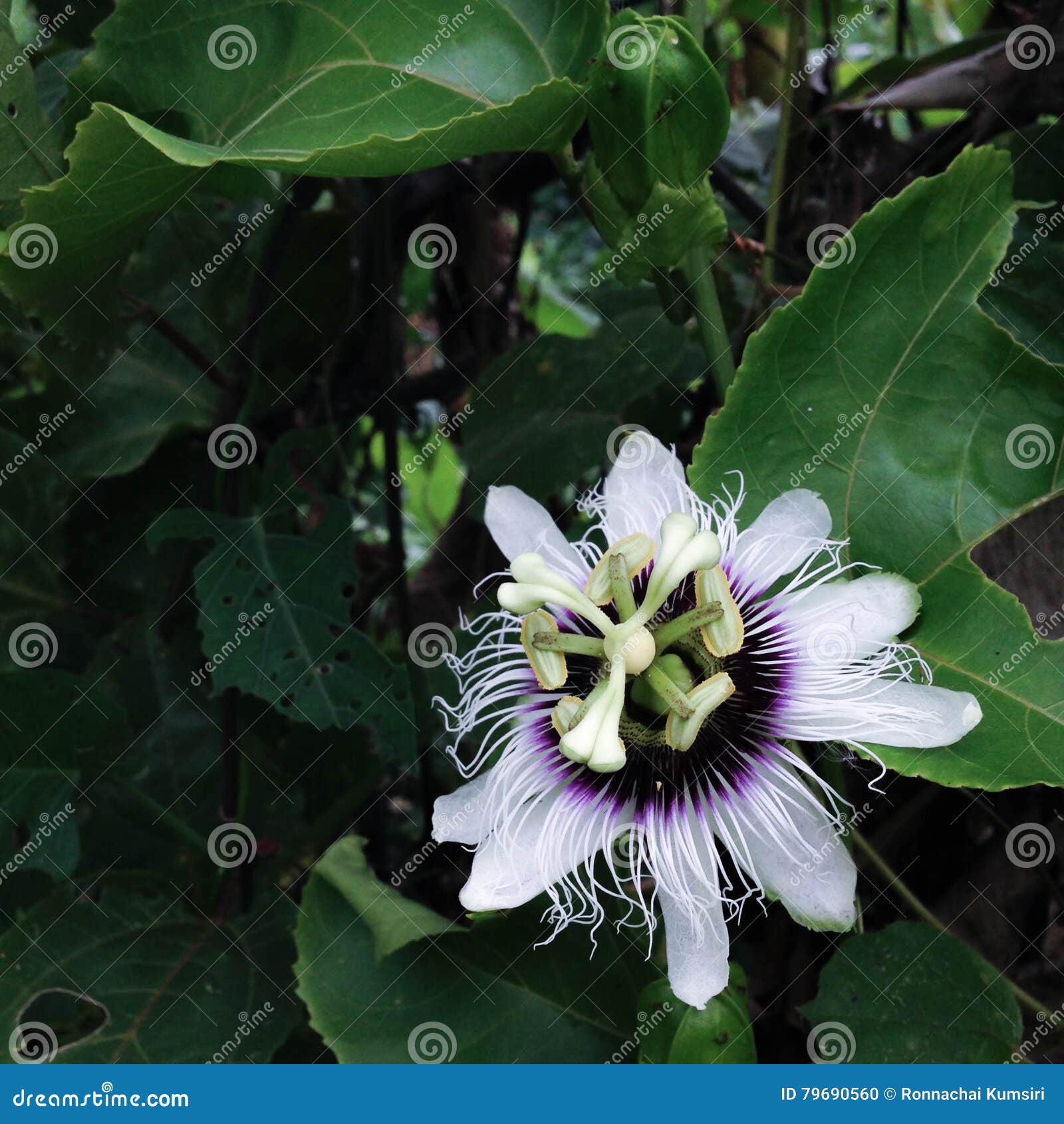 PASSIFLORACEAE - Stinking Passion Stock Photo - Image of thai, closeup ...