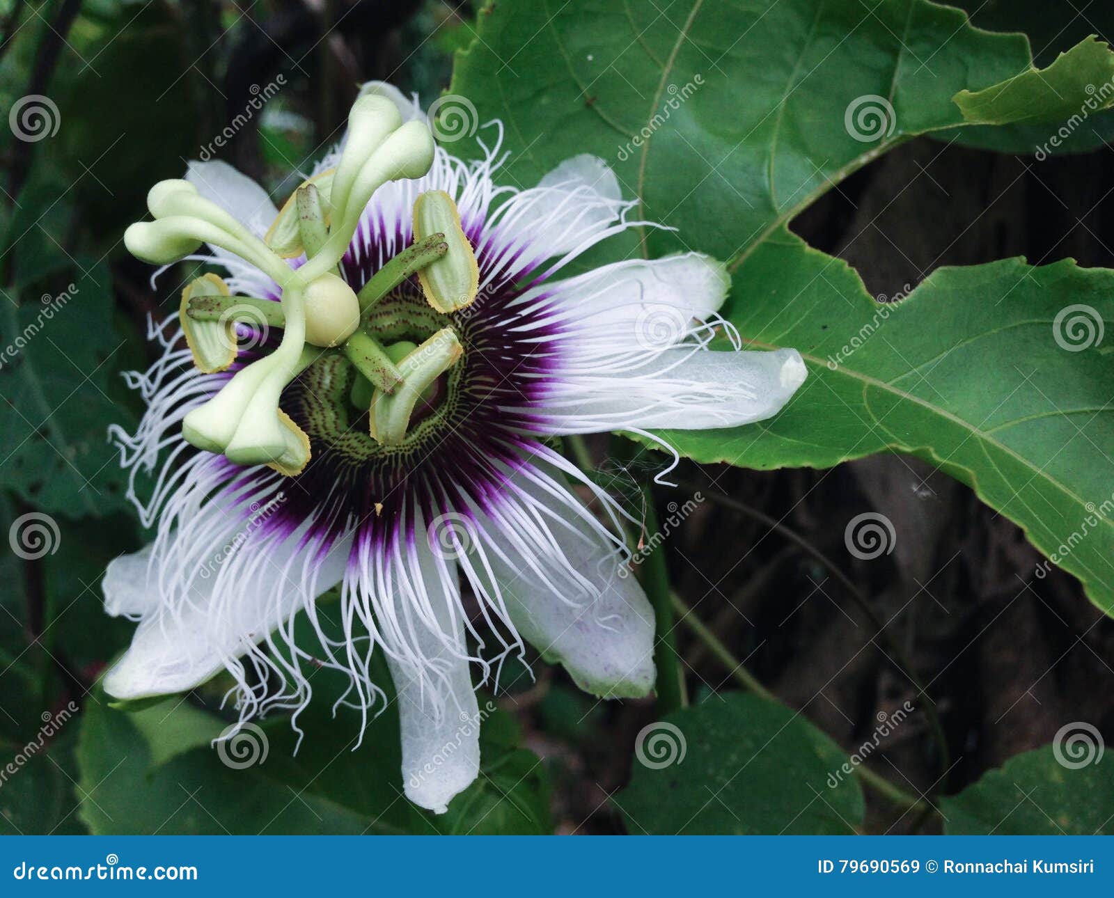 PASSIFLORACEAE - Stinking Passion Flower Thai Stock Image - Image of ...