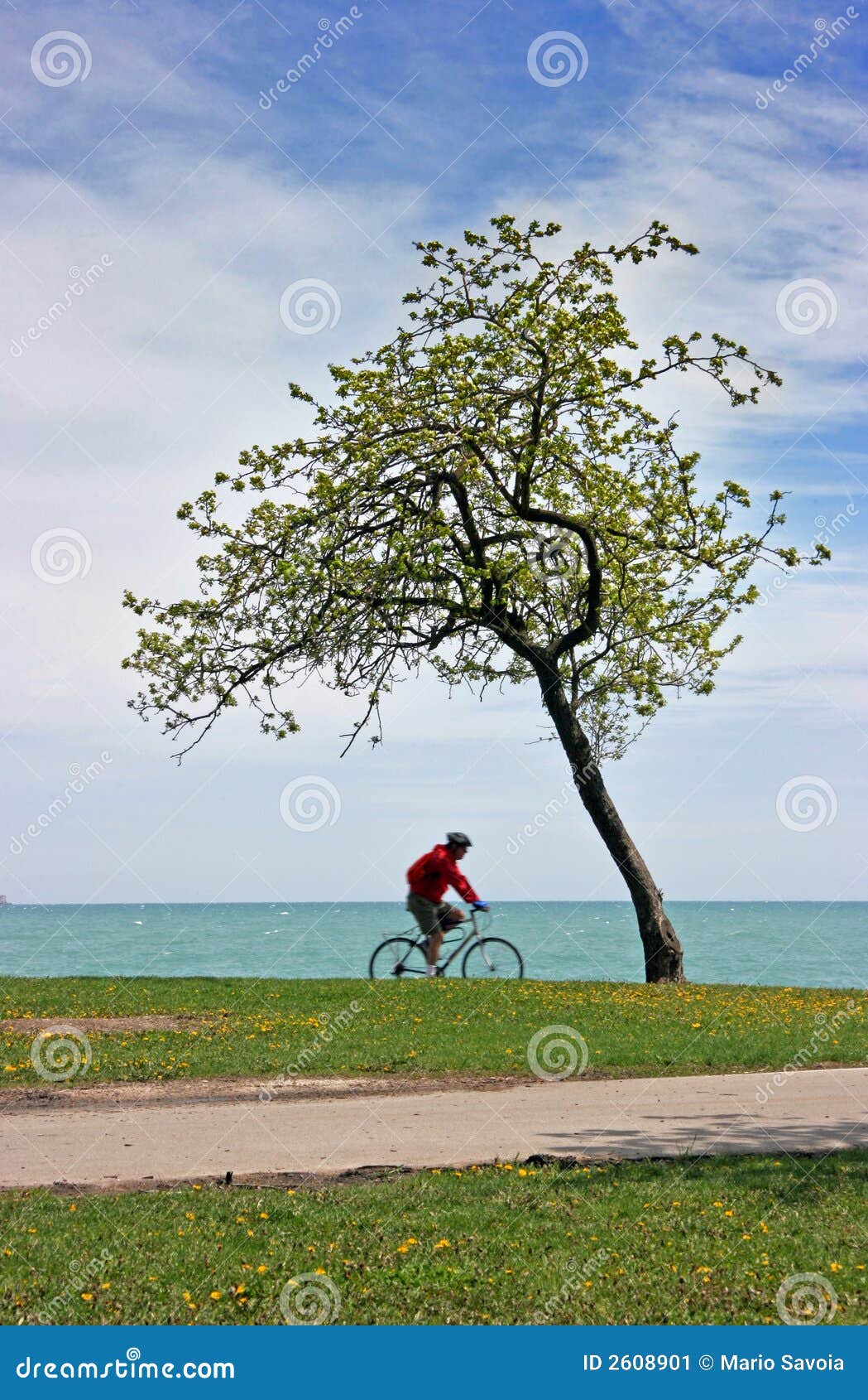 Passing Bike by a Lonely Tree Stock Image - Image of biker, recreation ...