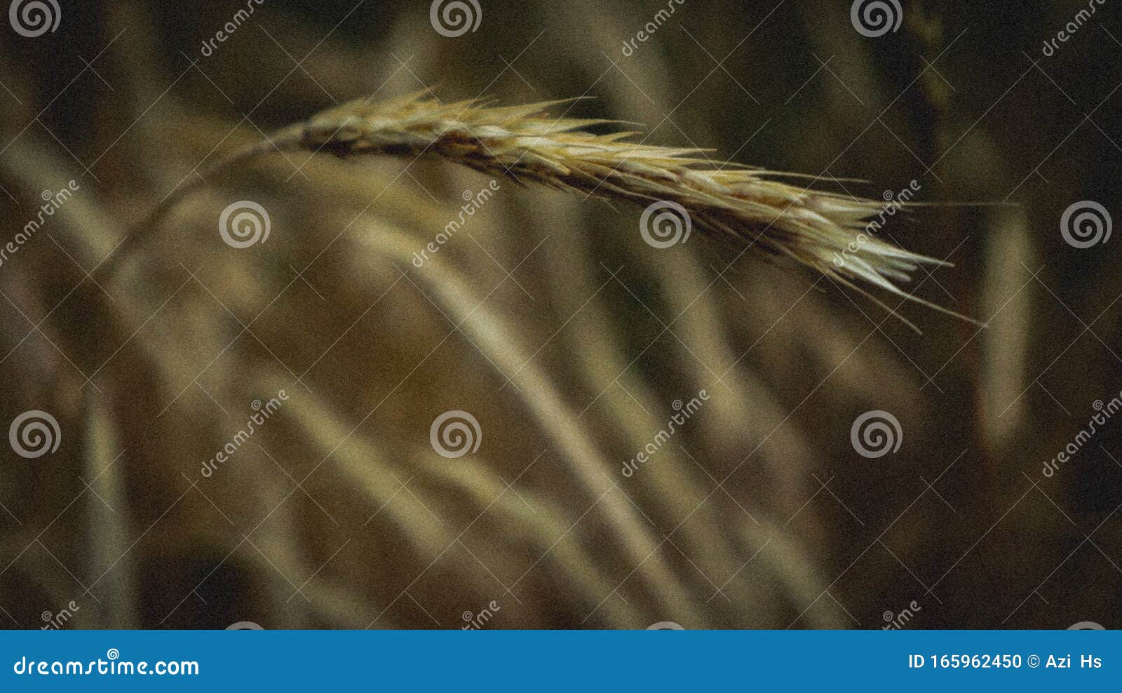 Fresh Wheat Branches in Spring ! Stock Photo - Image of fresh, branches ...