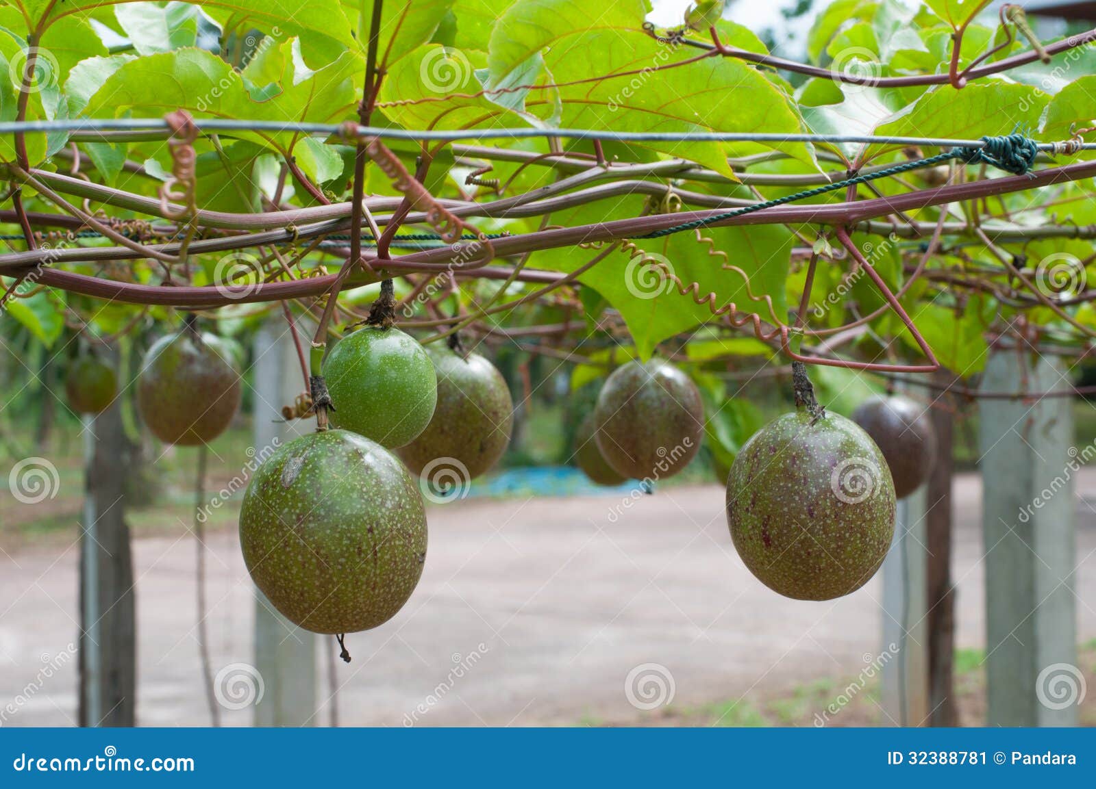 Passing fruit tree stock image. Image of tropic, sour - 32388781
