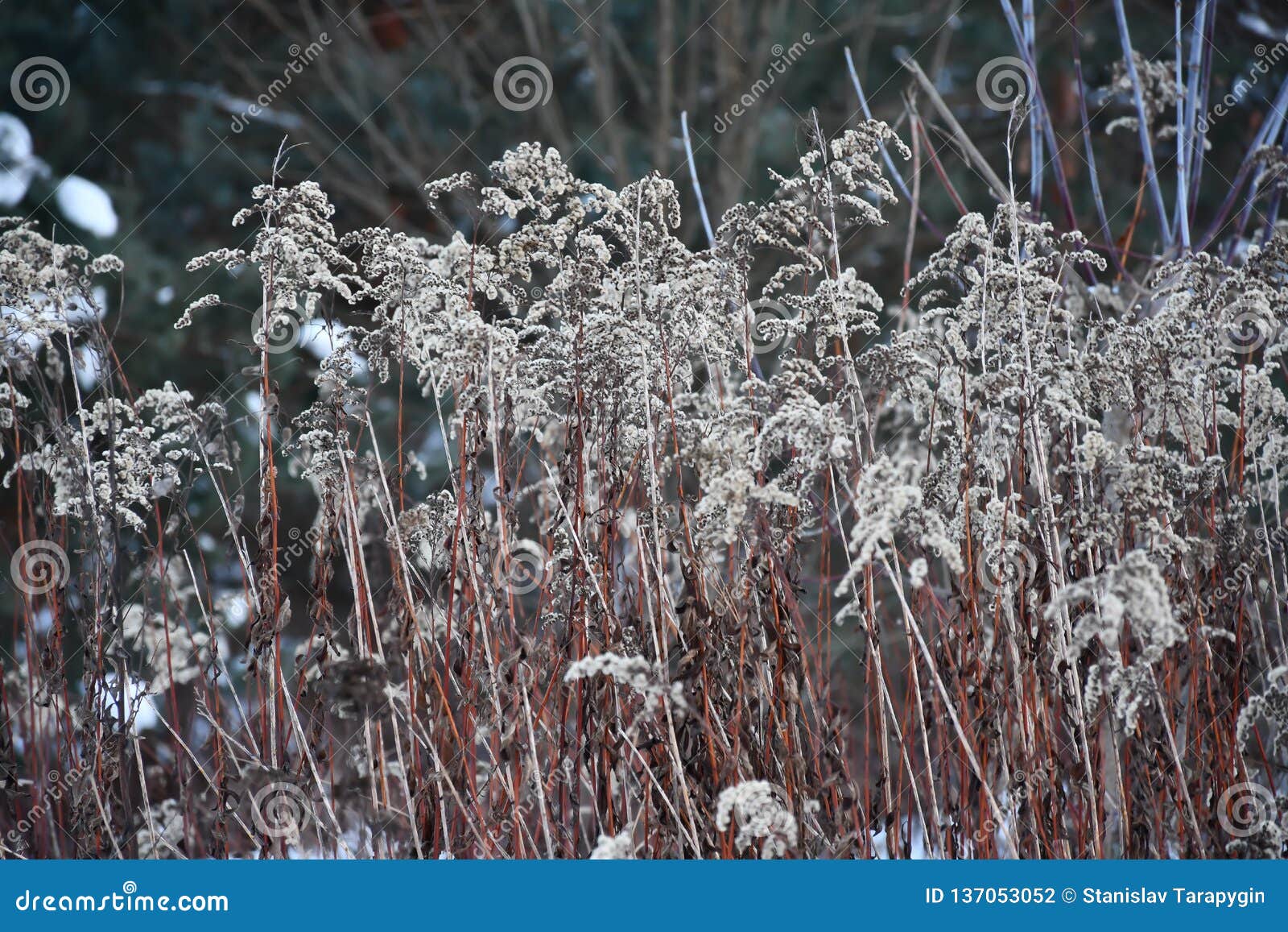 Dull Grass in Winter Against the Forest Stock Photo - Image of arch ...