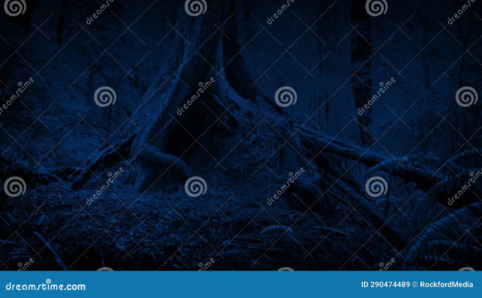 Passing Tree Roots in the Forest at Night Stock Video - Video of ...