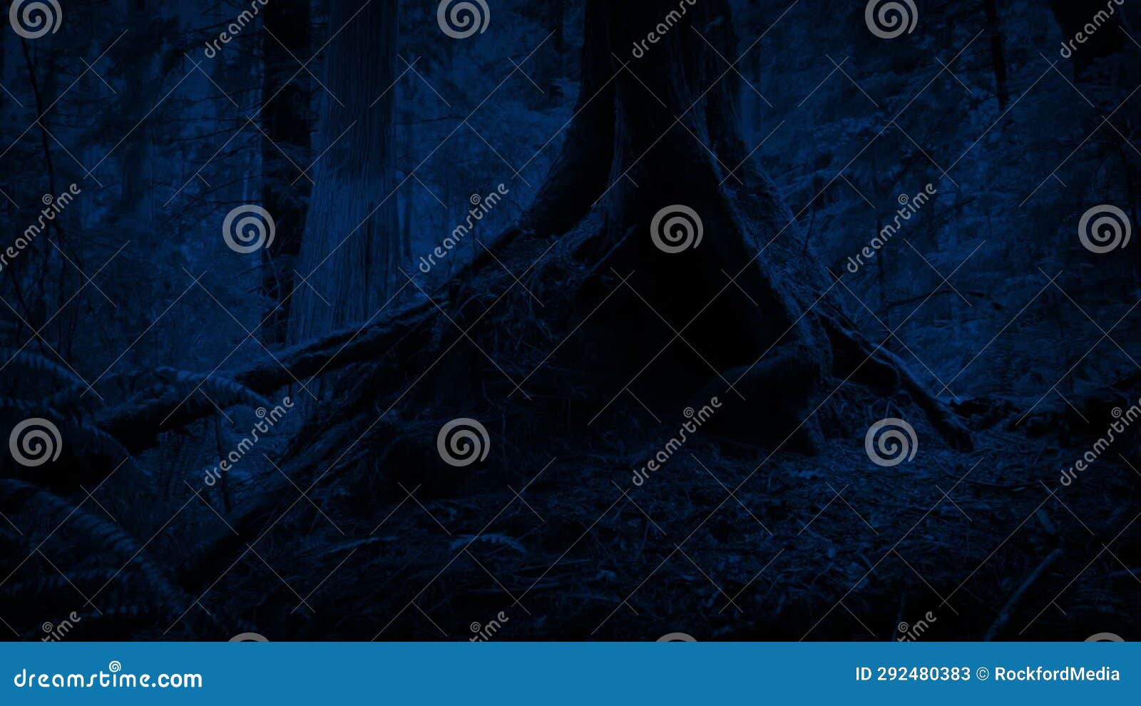 Tree Roots in the Woods Late at Night Stock Video - Video of wood, deep ...