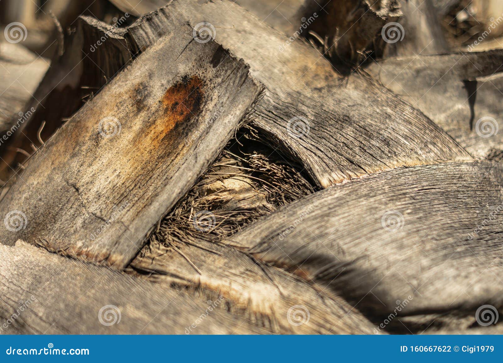 The Passing of the Years in the Braiding of a Palm Tree Stock Photo ...