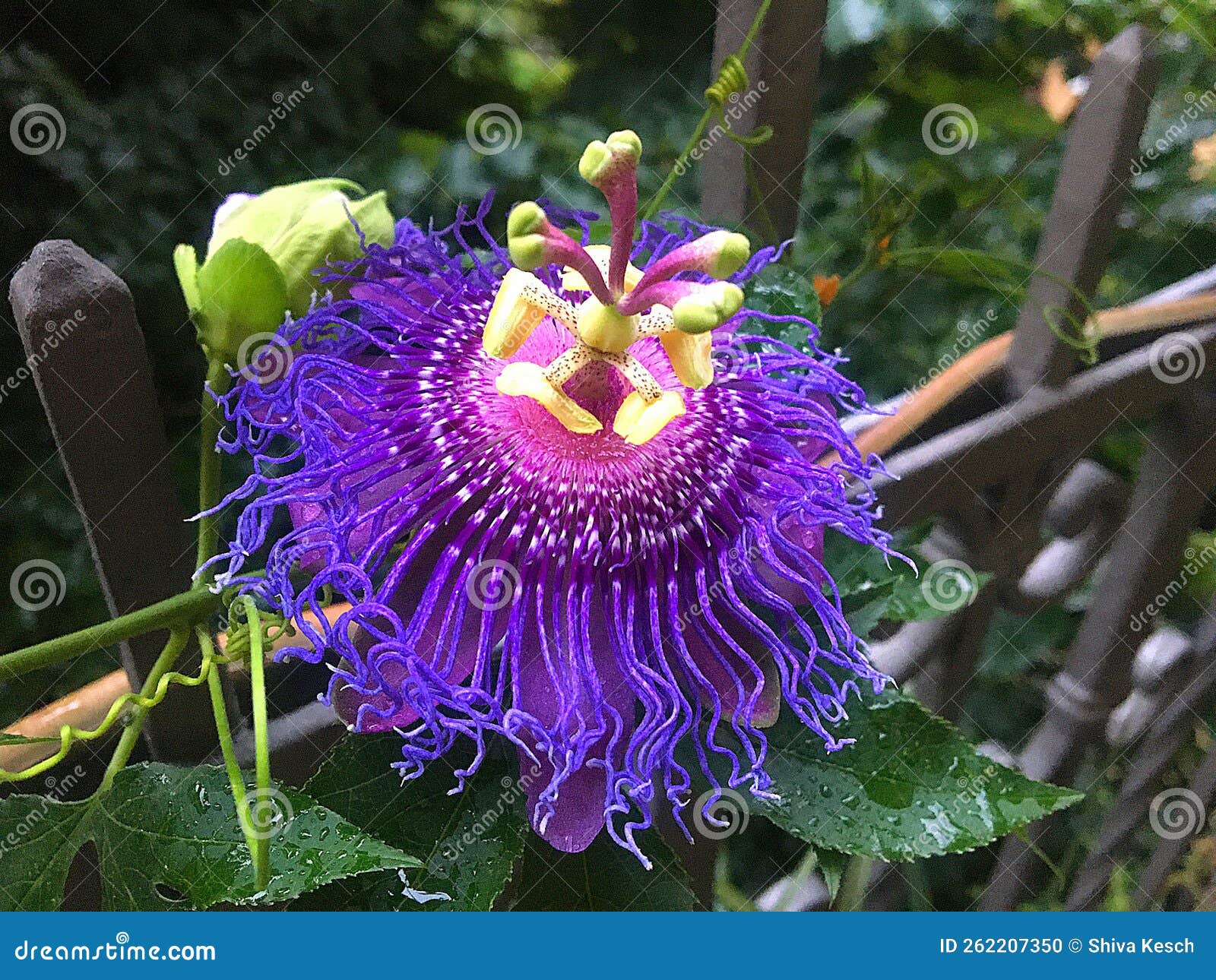 Passion Flower, Beauty and Uniqueness Stock Photo - Image of beauty ...
