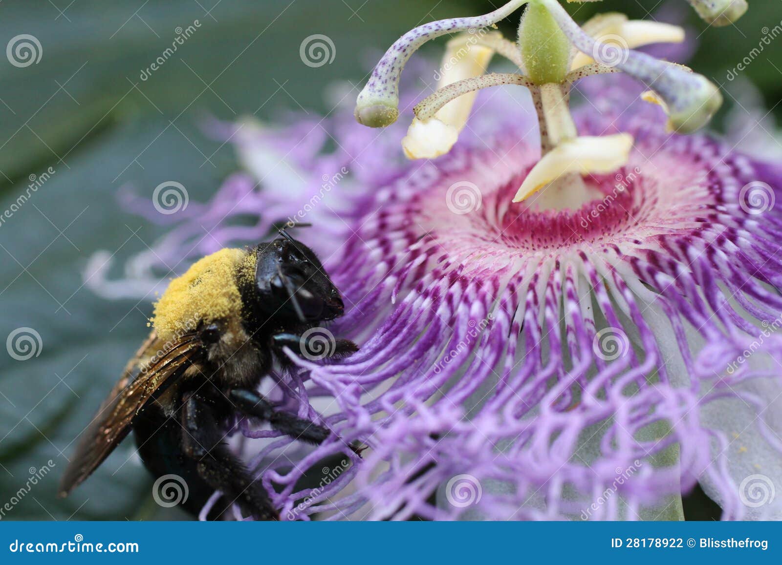 Passion Flower Maypop stock photo. Image of grow, greenhouse - 28178922