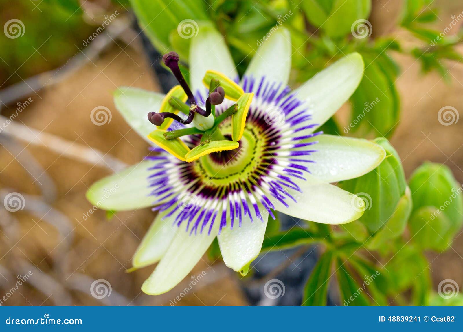 Passion flower stock image. Image of green, landscape - 48839241