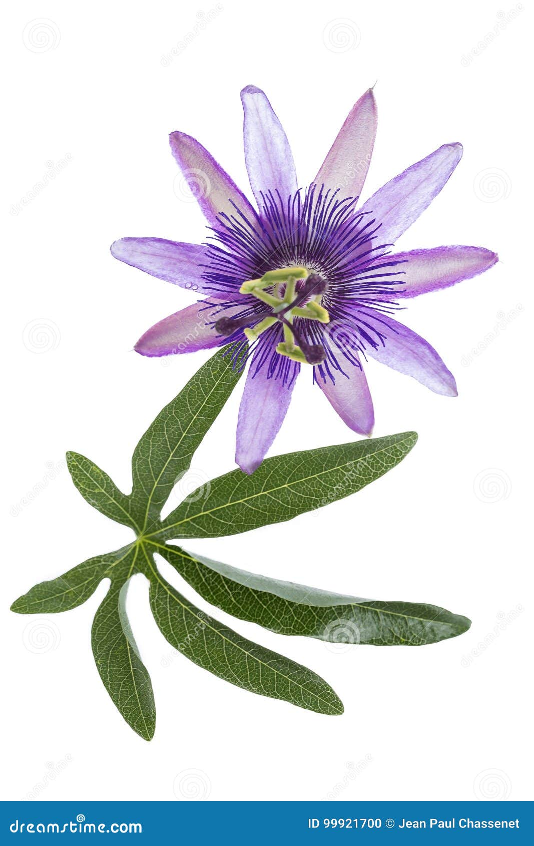 Passion Flower with Leaf Isolated on White Stock Photo - Image of fruit ...