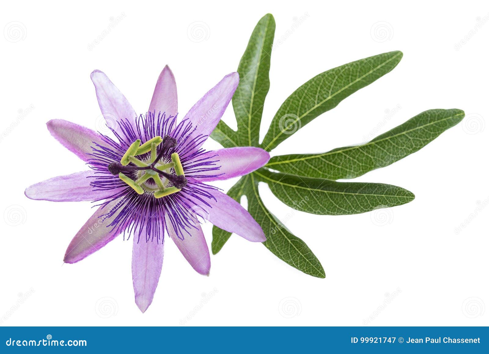 Passion Flower with Leaf Isolated on White Stock Image - Image of ...