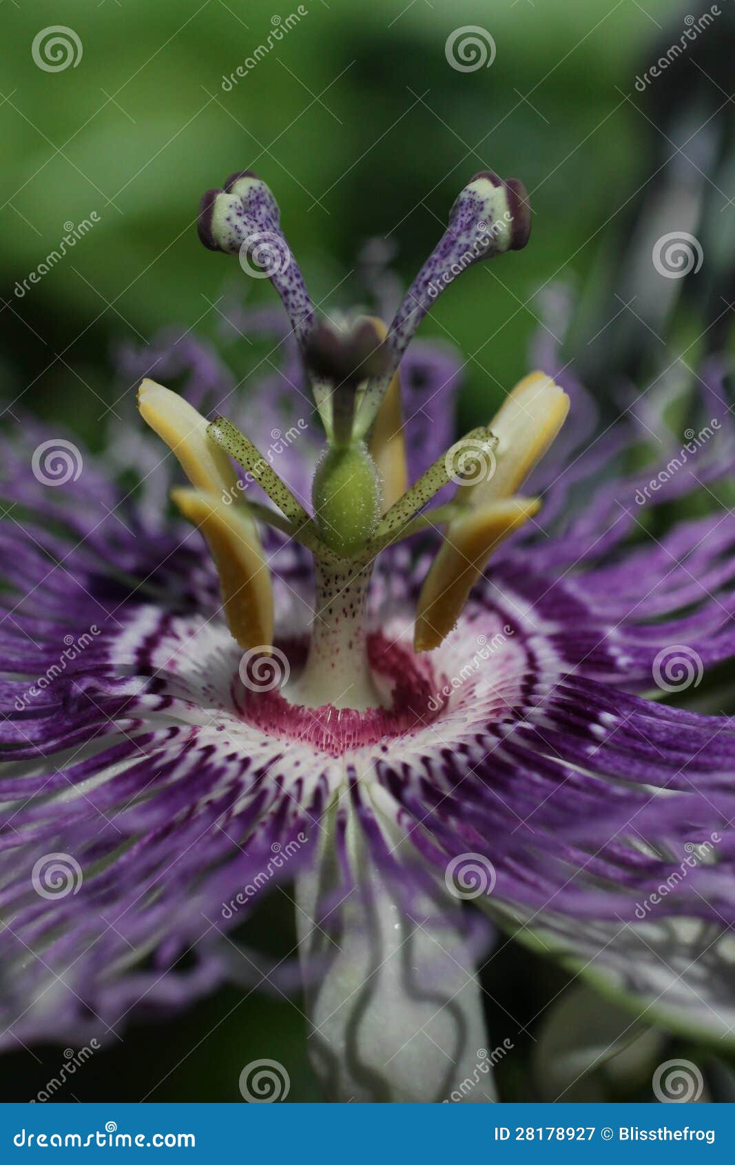 Passion Flower Maypop stock image. Image of bloom, climb - 28178927