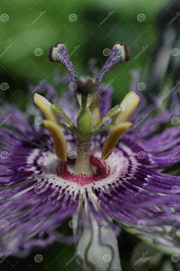 Passion Flower Maypop stock image. Image of bloom, climb - 28178927