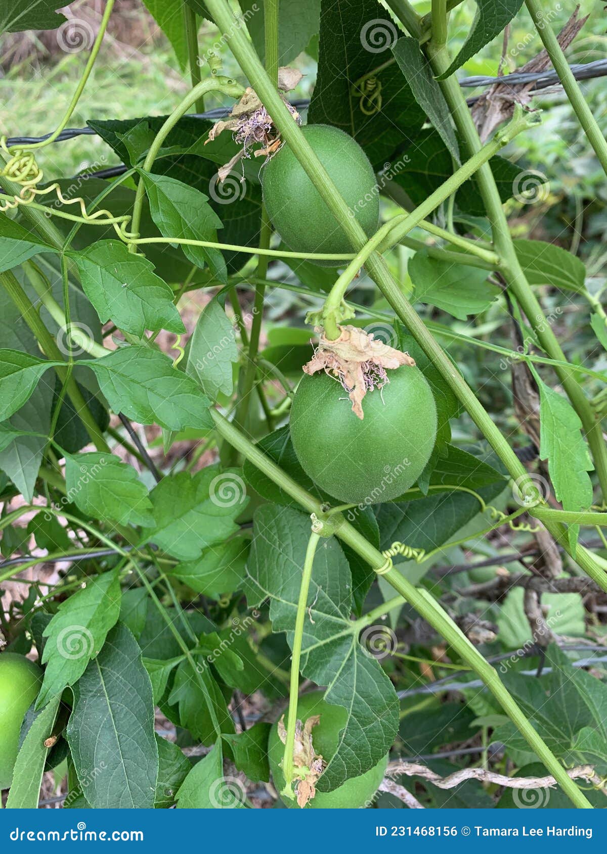 Passion Flower Maypops Closeup with Leaves Stock Photo - Image of ...