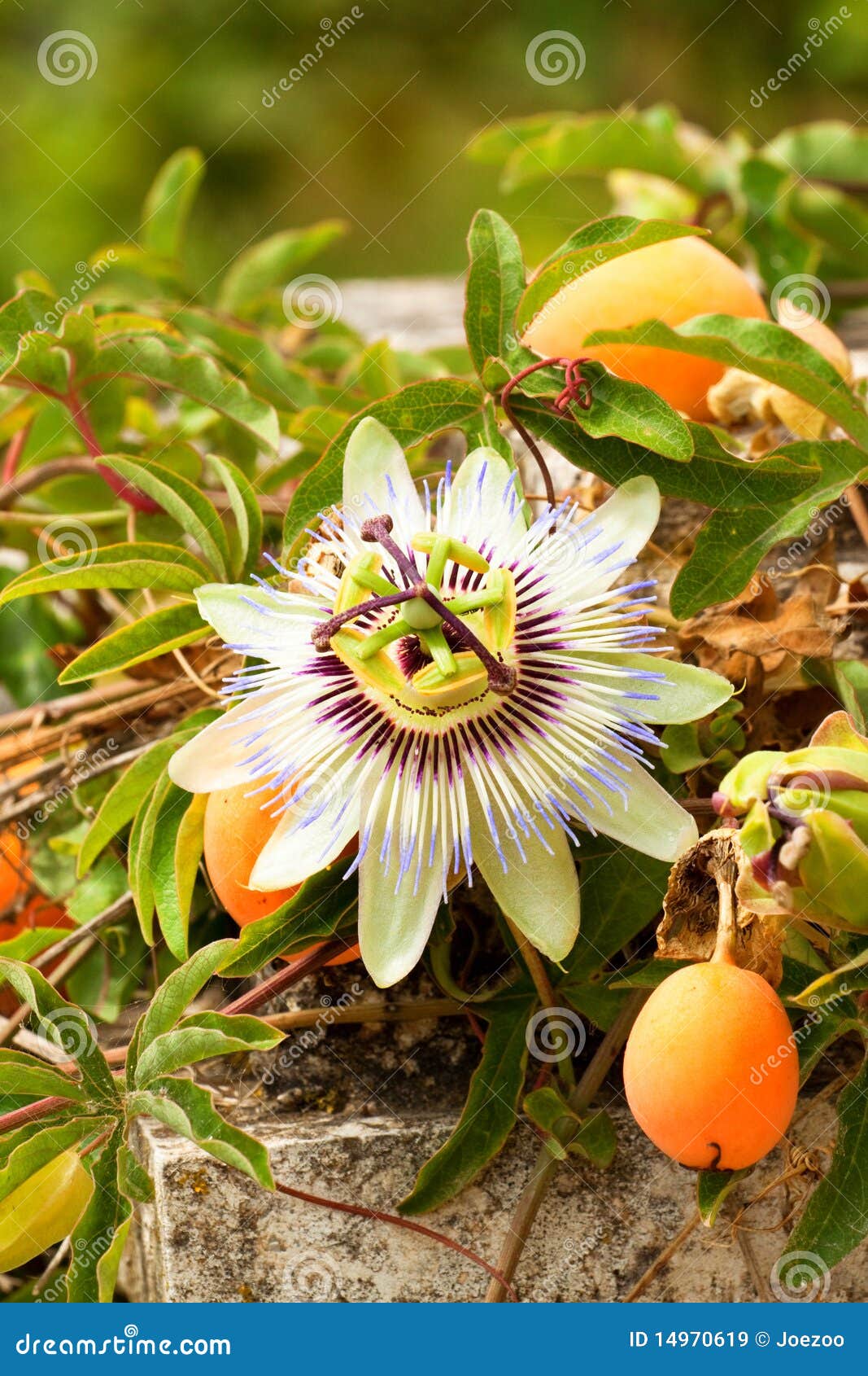 Passion Flower - Passiflora Stock Image - Image of dinner, delicious ...