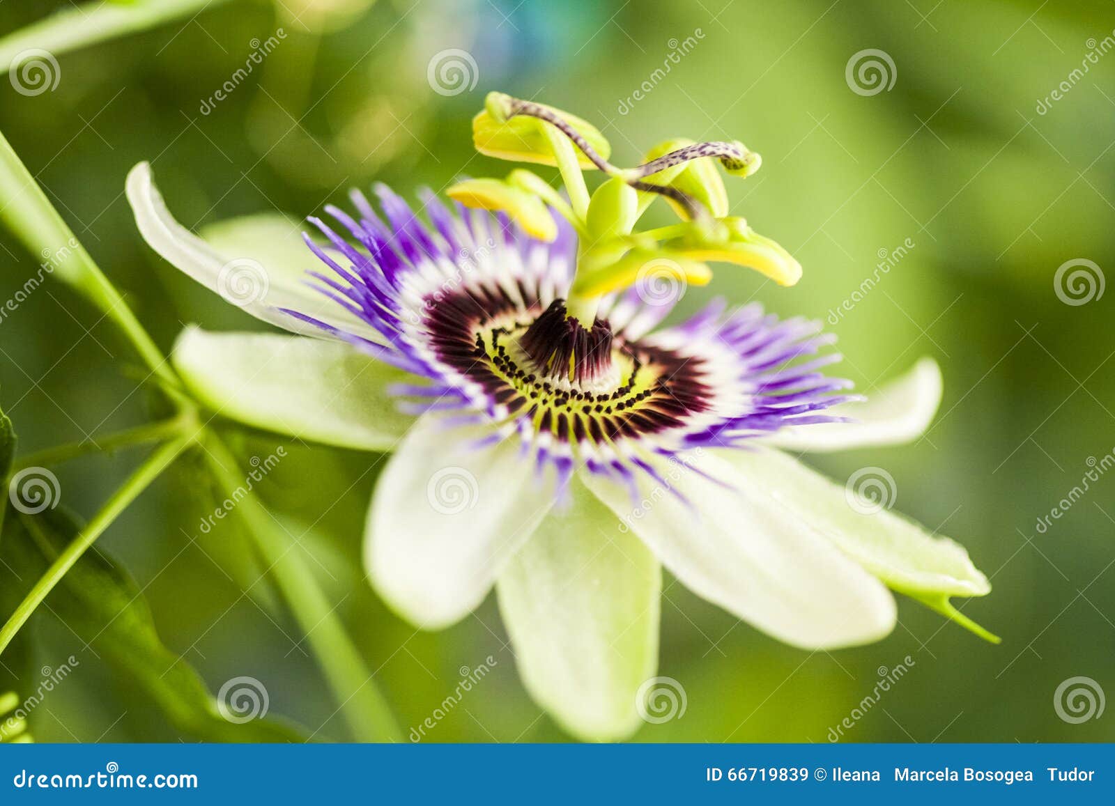 Passion Flower (Passiflora Incarnata) Stock Image - Image of plant ...