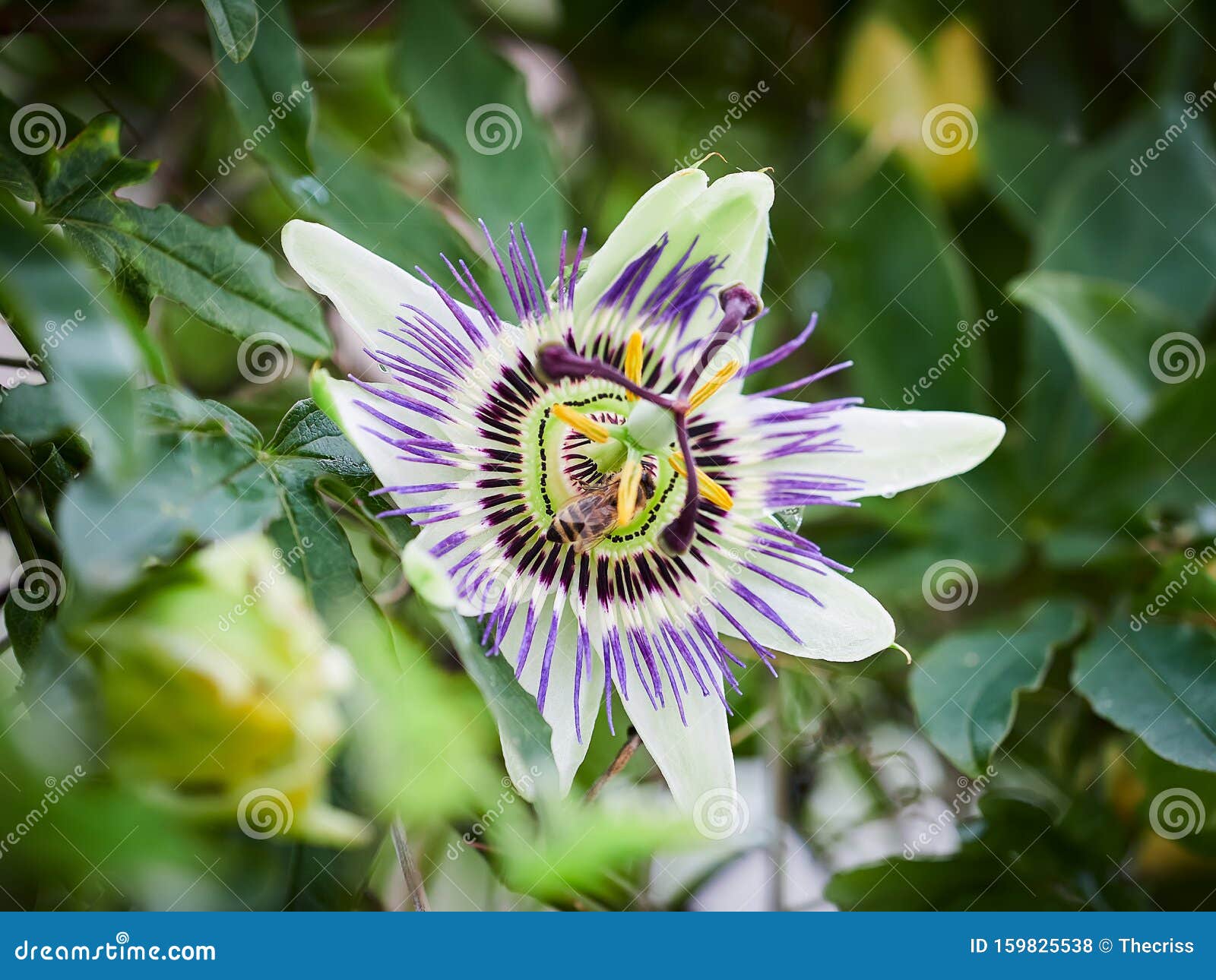 Passion flower. Passiflora stock photo. Image of nature - 159825538
