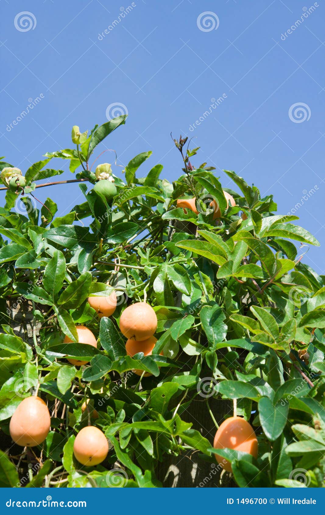 Passion Fruit Bush stock photo. Image of leaves, passiflora - 1496700