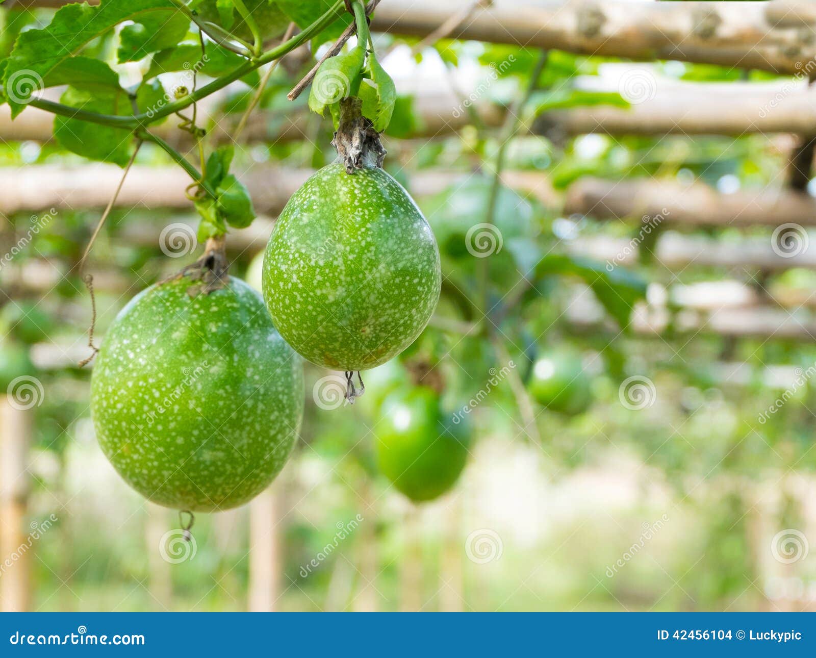 Passion fruit at farm stock photo. Image of nature, agricultural - 42456104