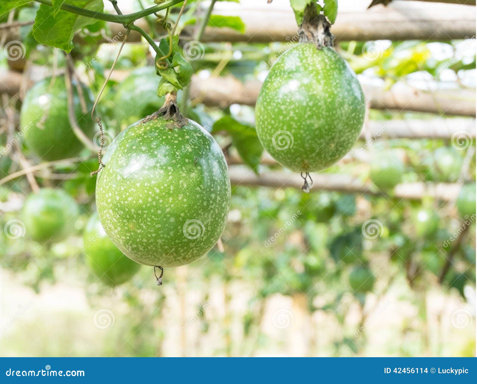 Passion fruit at farm stock photo. Image of agriculture - 42456114
