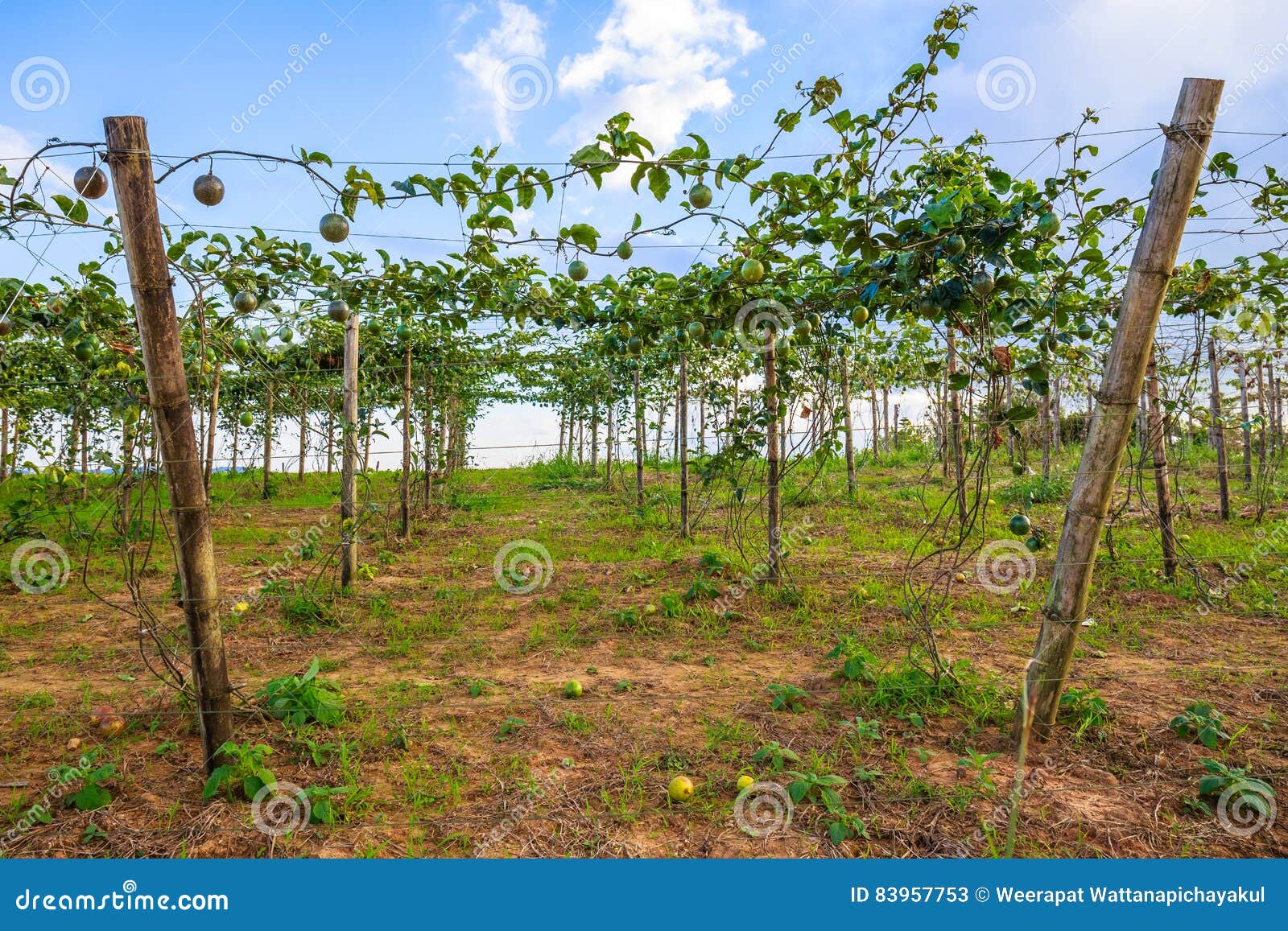 Passion Fruit Farm stock image. Image of natural, agricultural - 83957753