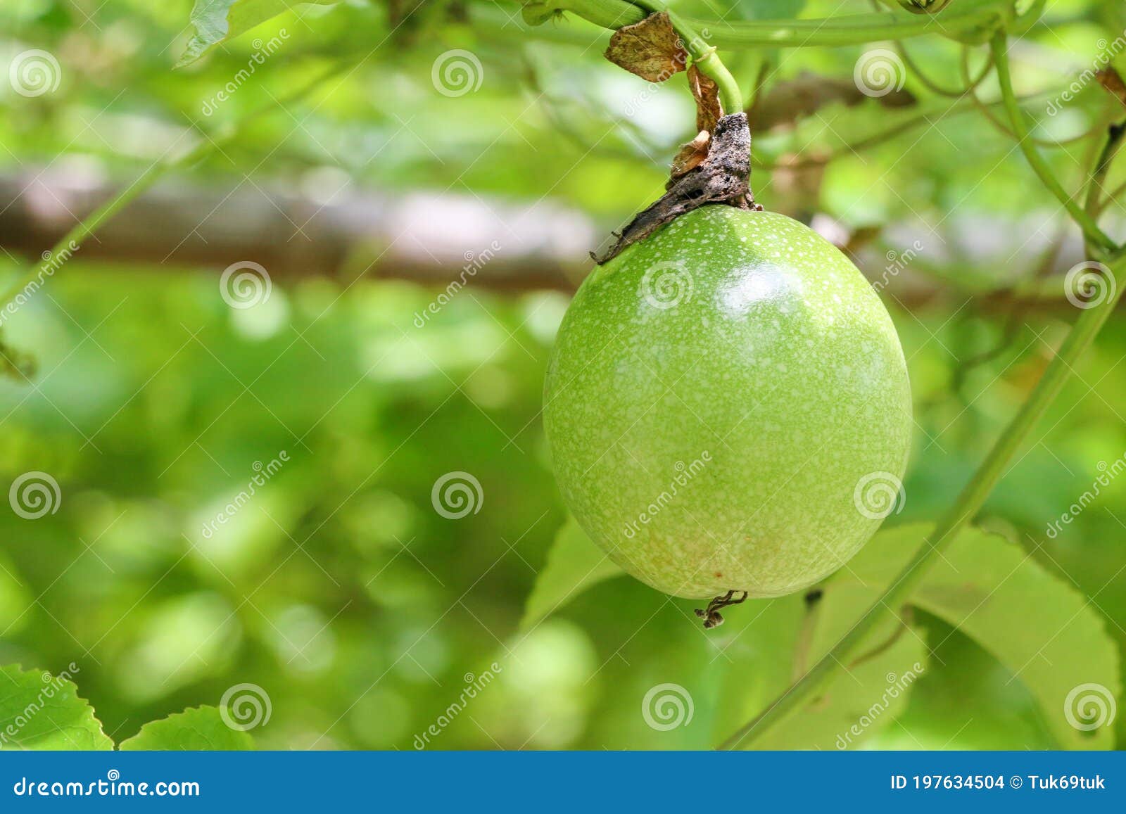 Passion Fruit Farm , Lots of Raw and Fresh Passion Fruit on the Tree ...
