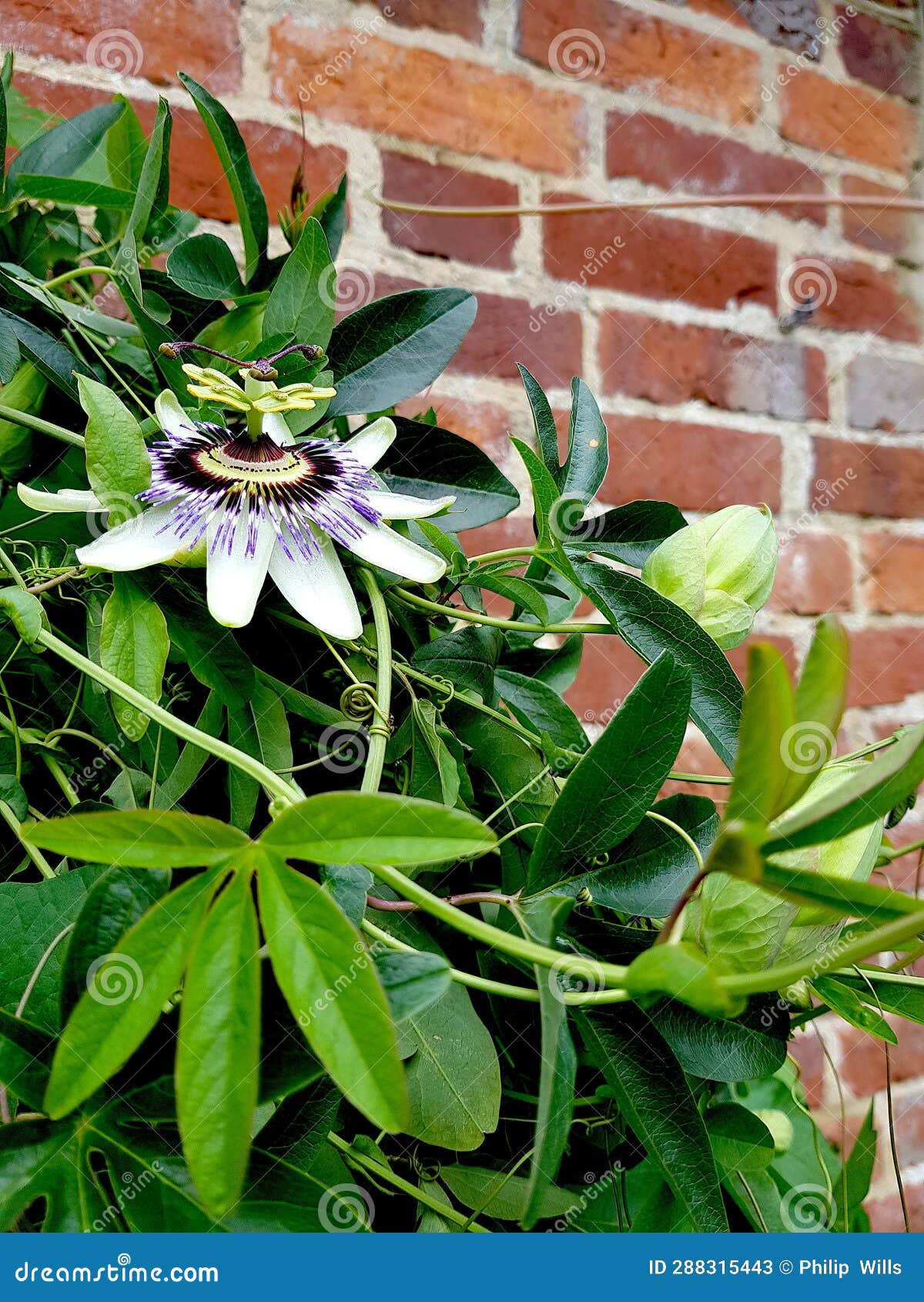 A Passion Fruit Flower Against a Red Brick Wall. Stock Image - Image of ...