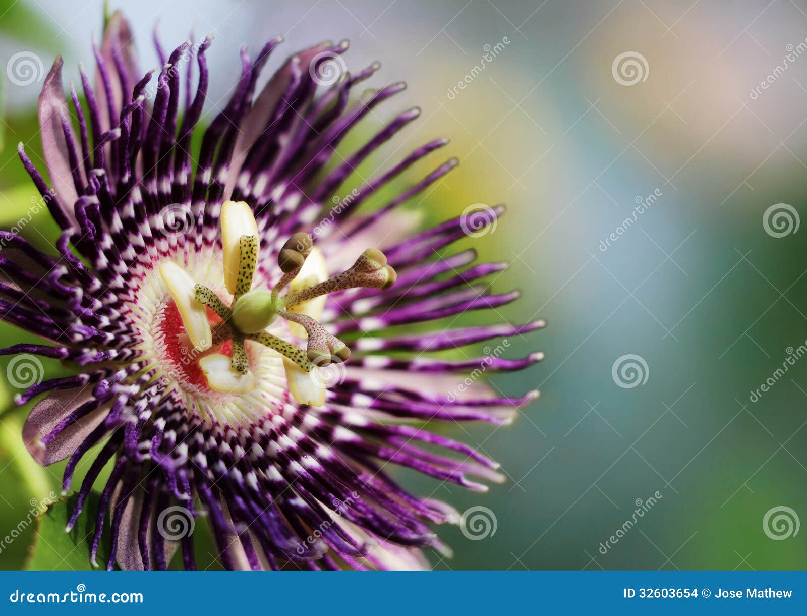 Passion Fruit Flower stock photo. Image of creation, multicolor - 32603654