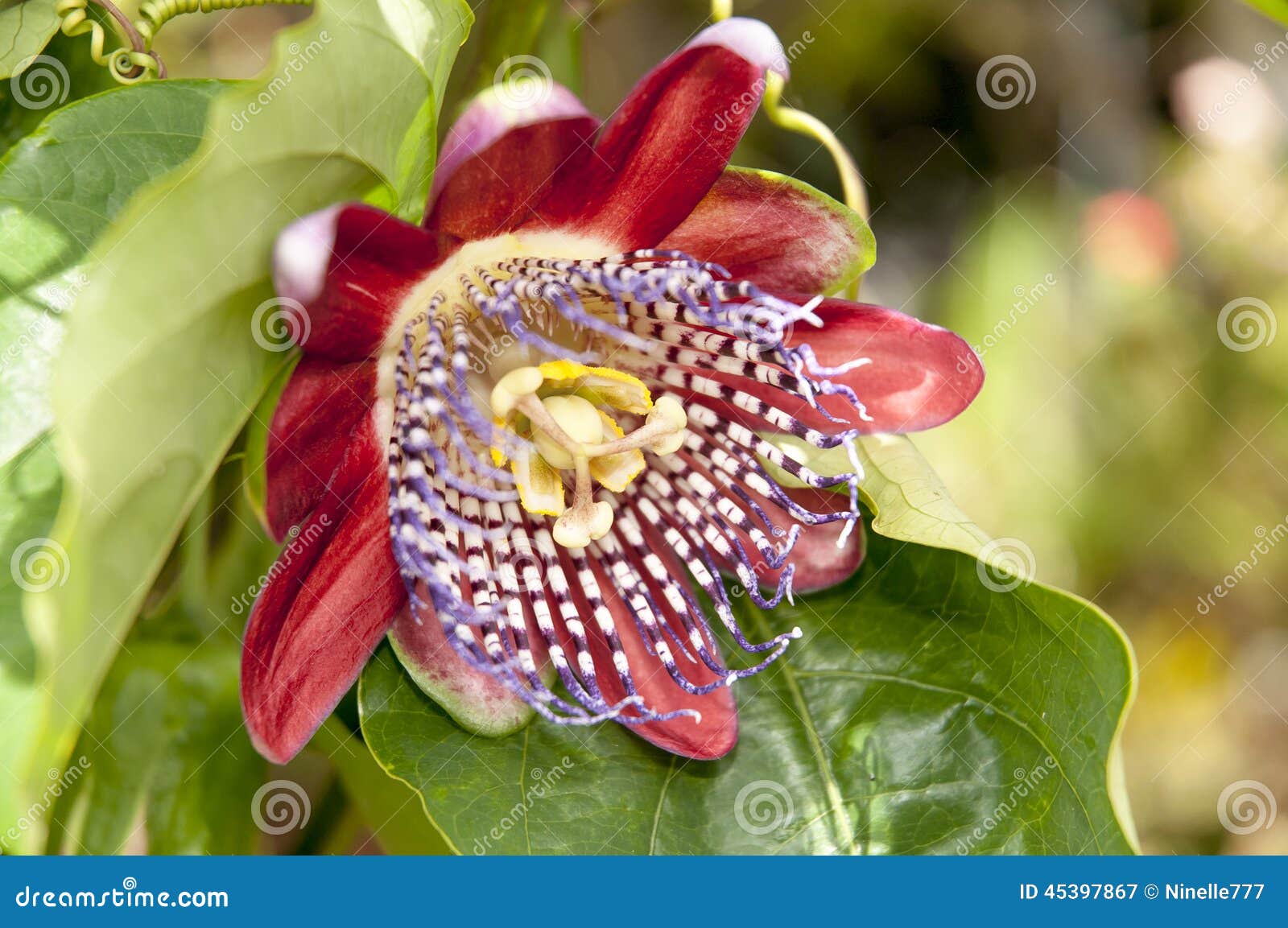 236 Maracuya Tree Stock Photos - Free & Royalty-Free Stock Photos from ...