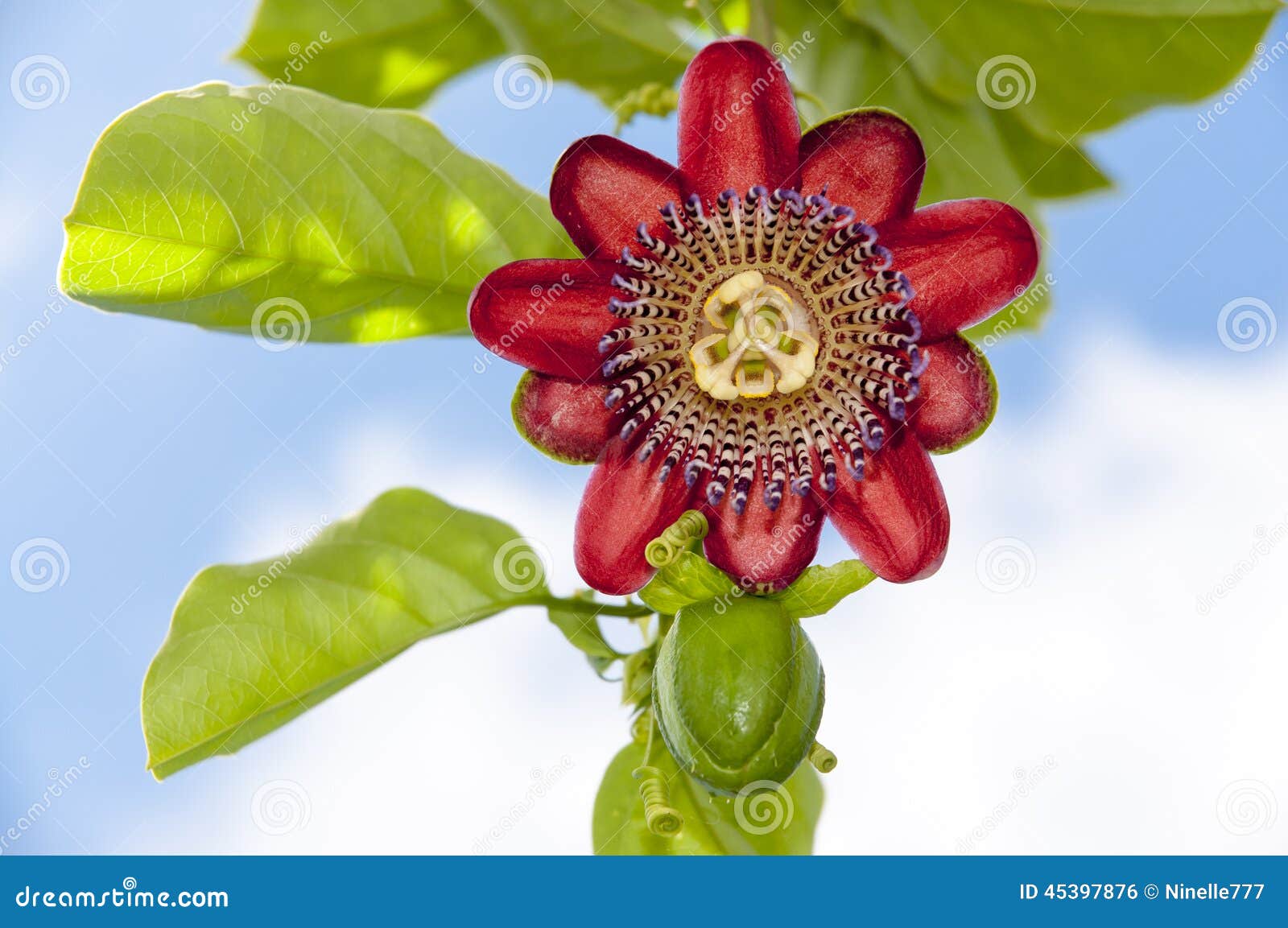 Passion fruit flower stock photo. Image of maracuya, flower - 45397876