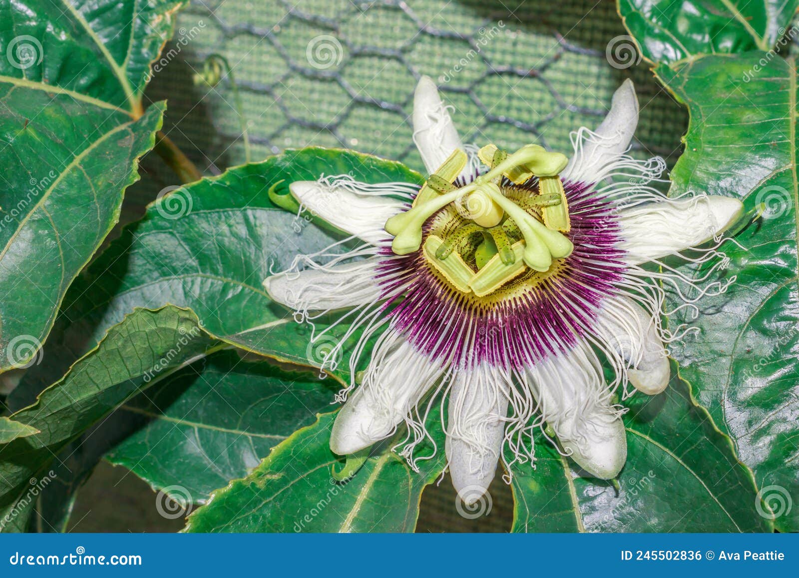 Passion Fruit Passiflora Edulis Fleur Photo stock - Image du nature, lame: 245502836