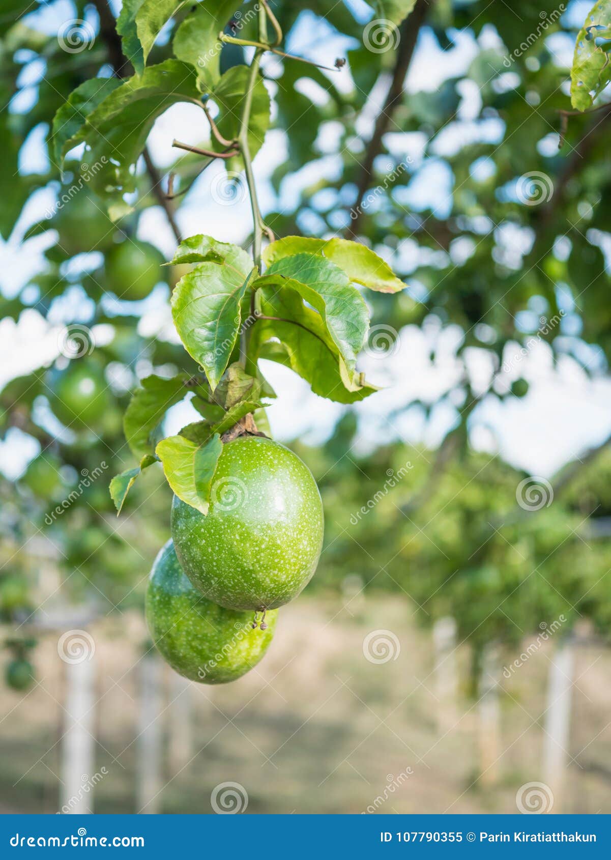 Passion fruit on tree stock image. Image of plantation - 107790355