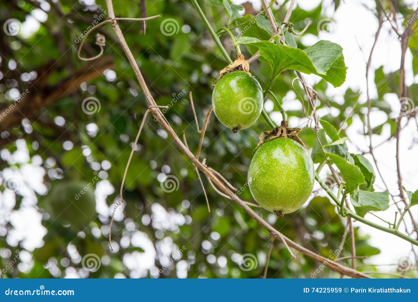 Passion fruit tree stock image. Image of passion, oval - 74225959