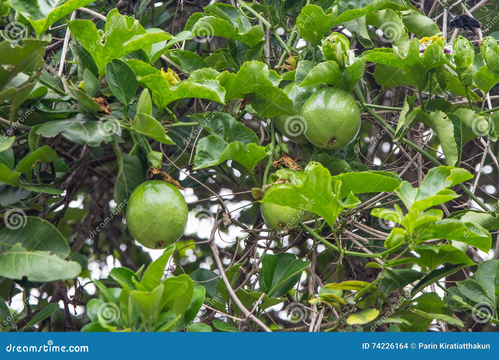 Passion fruit tree stock photo. Image of plant, bright - 74226164