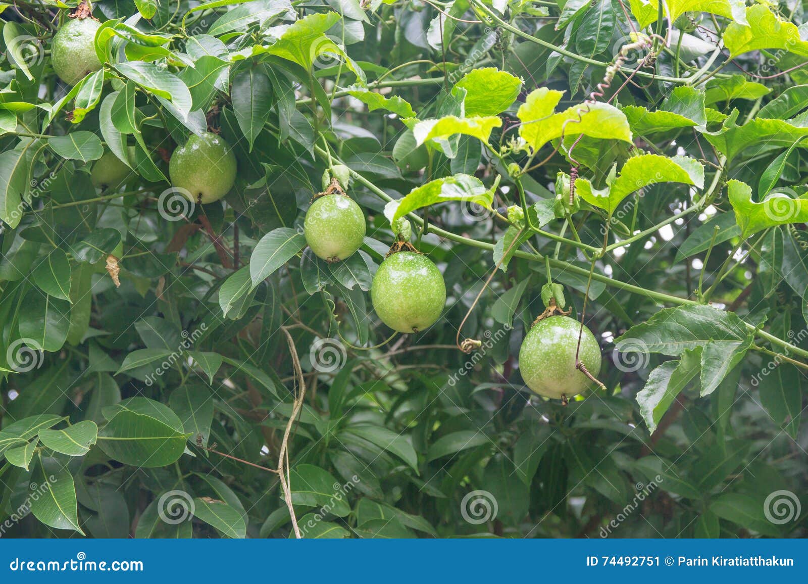 Passion fruit tree stock image. Image of nutrition, grow - 74492751