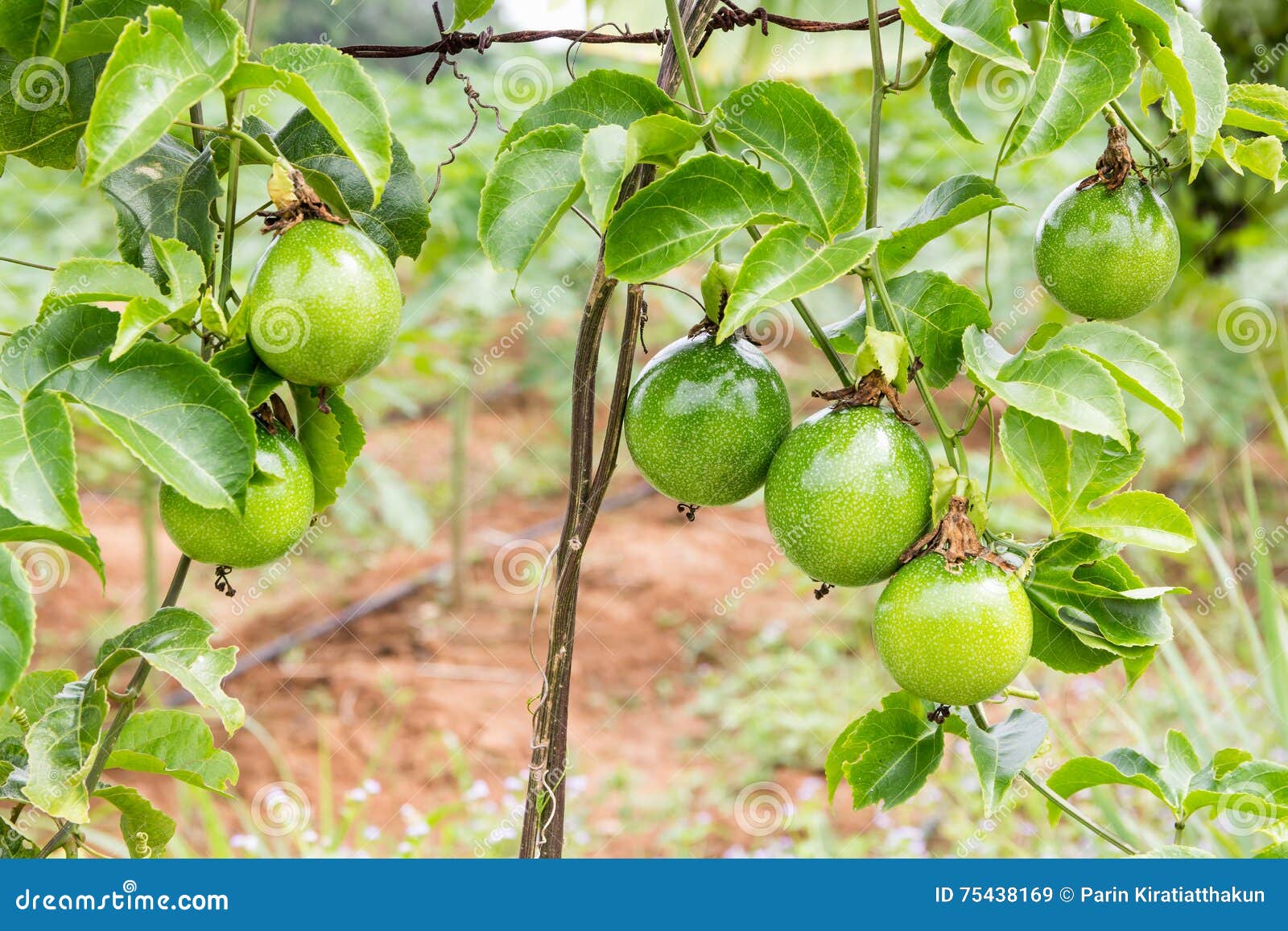 Passion fruit tree stock image. Image of exotic, nutrition - 75438169