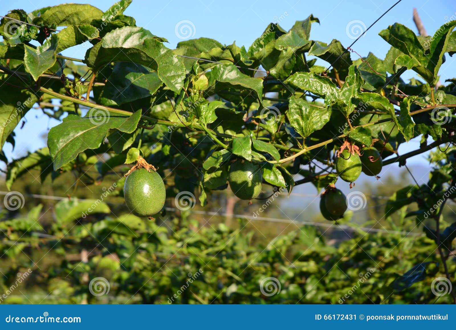Passion Fruit Tree stock image. Image of calabash, fruit - 66172431